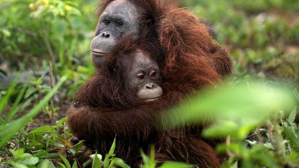 Menyongsong IKN di Kaltim: Kota Hutan yang Aman untuk Orang Utan | Kaltim Faktual