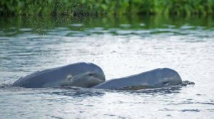 Kepmen Kawasan Konservasi Mahakam Jadi Kabar Baik untuk Ekosistem Pesut ...