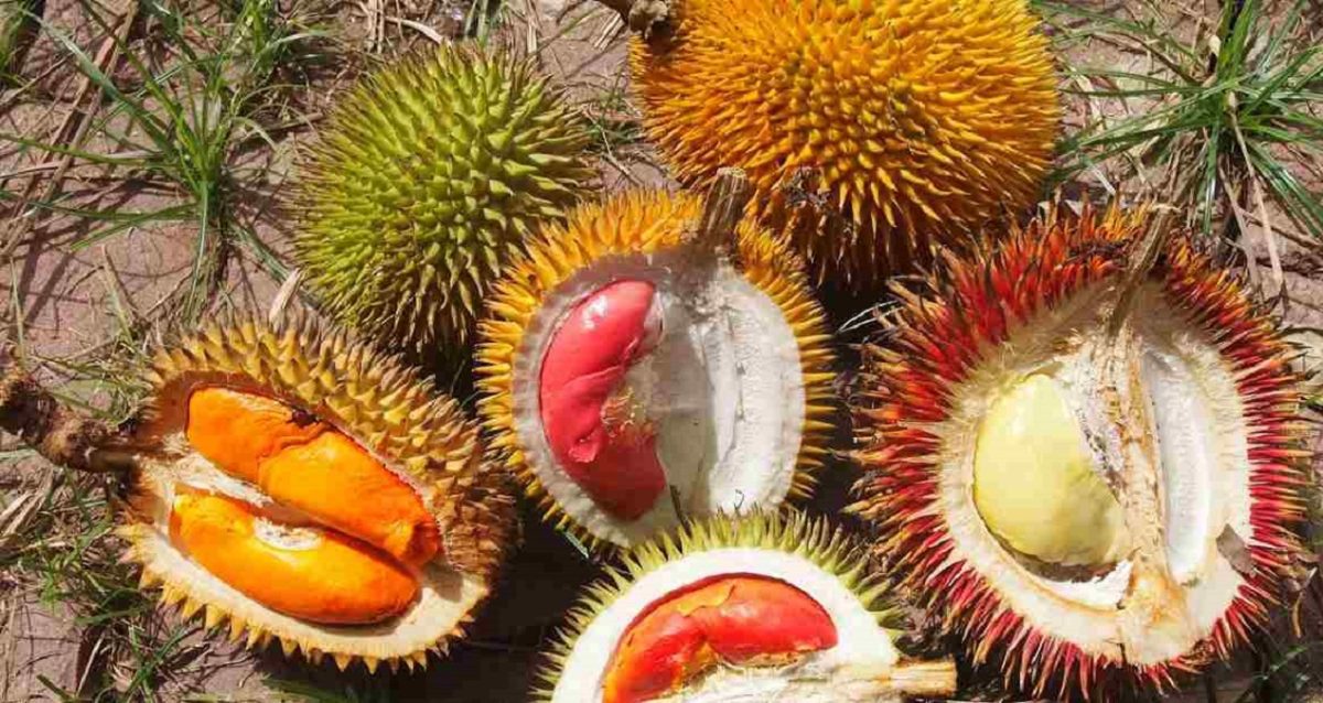 Mengenal 4 Durian Khas Hutan Kalimantan, Bentuk dan Rasanya Unik Banget | Kaltim Faktual