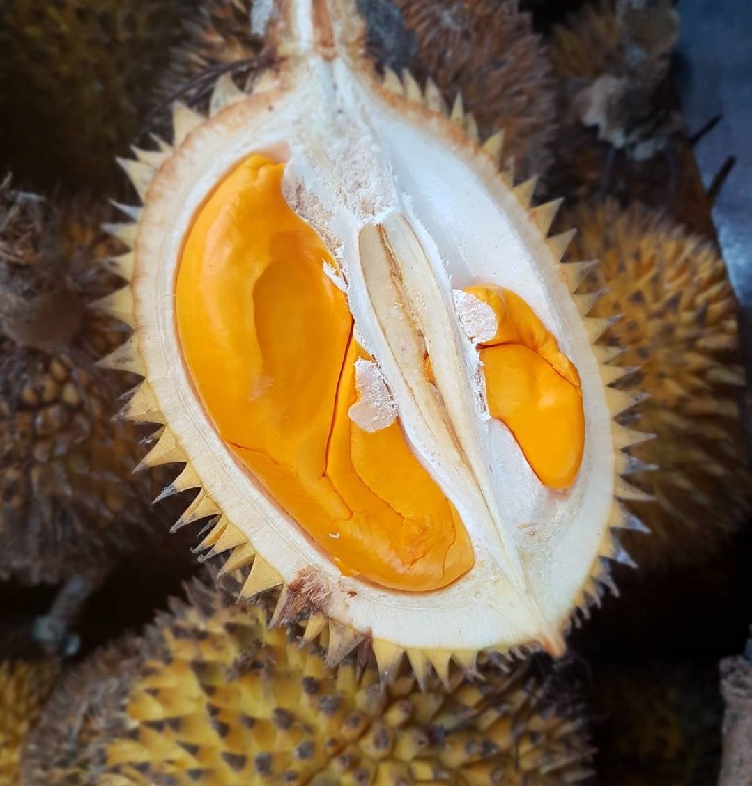 Mengenal 4 Durian Khas Hutan Kalimantan, Bentuk dan Rasanya Unik Banget | Kaltim Faktual